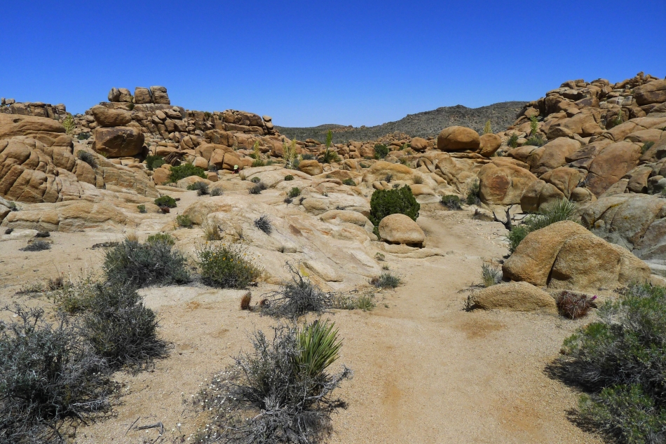 Website Design by Roger Gervin - Hike the Maze Loop Trail in Joshua ...