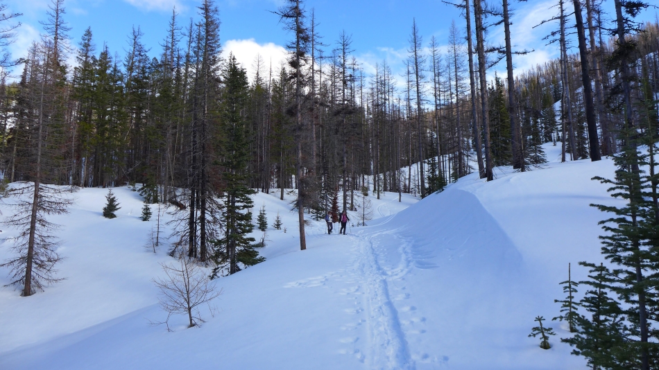 Website Design by Roger Gervin - Snowshoe to Windy Knob and Tronsen ...